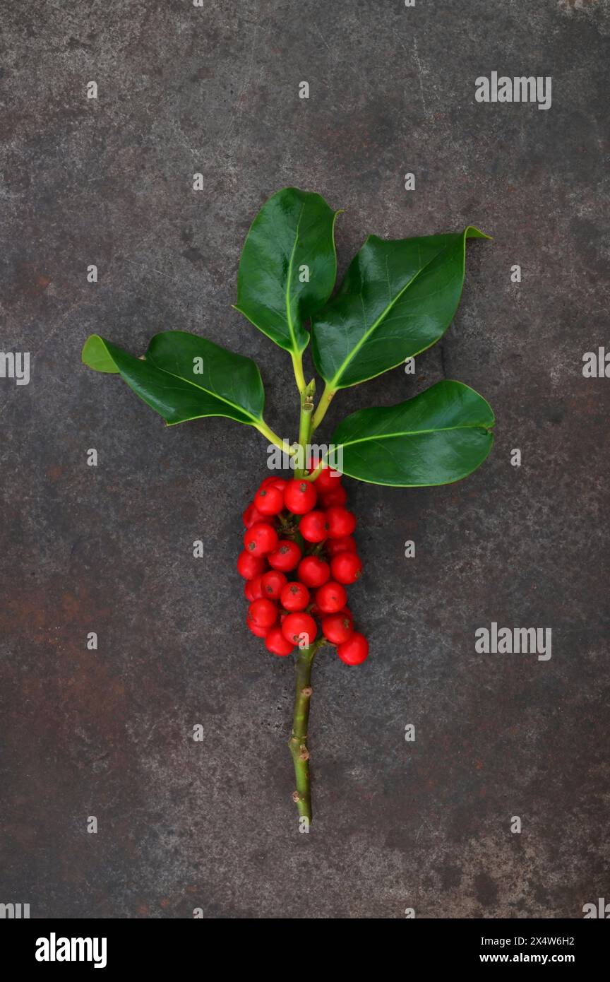 Sprig of Holly with green leaves and cluster of scarlet red berries ...