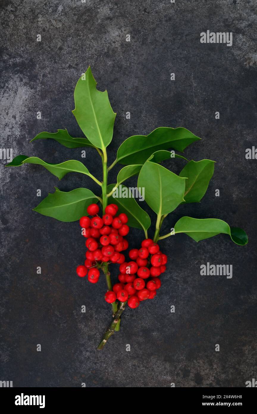 Holly leaves vertical hi-res stock photography and images - Alamy