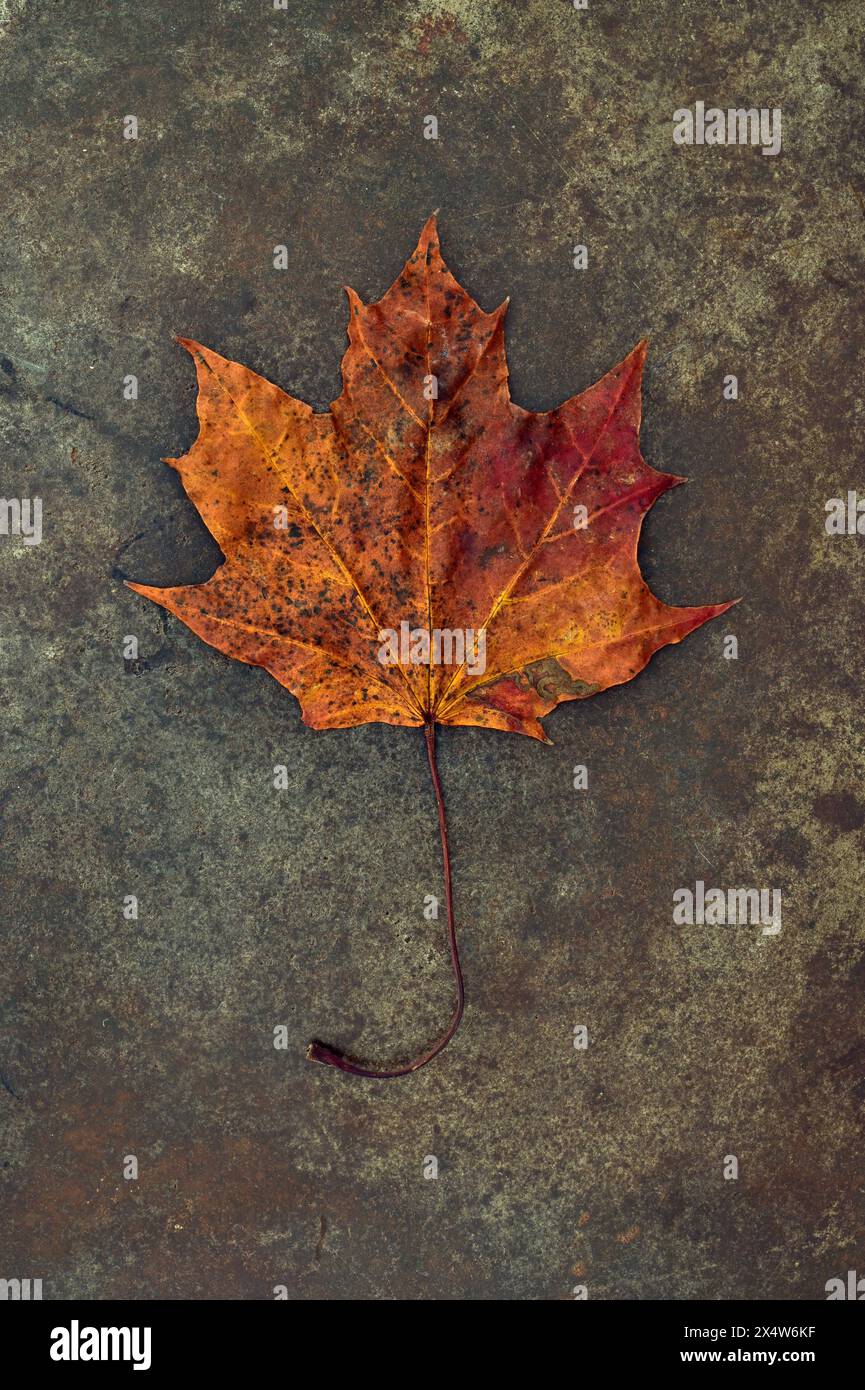 Single autumn leaf and stalk of Norway maple tree turning golden brown ...