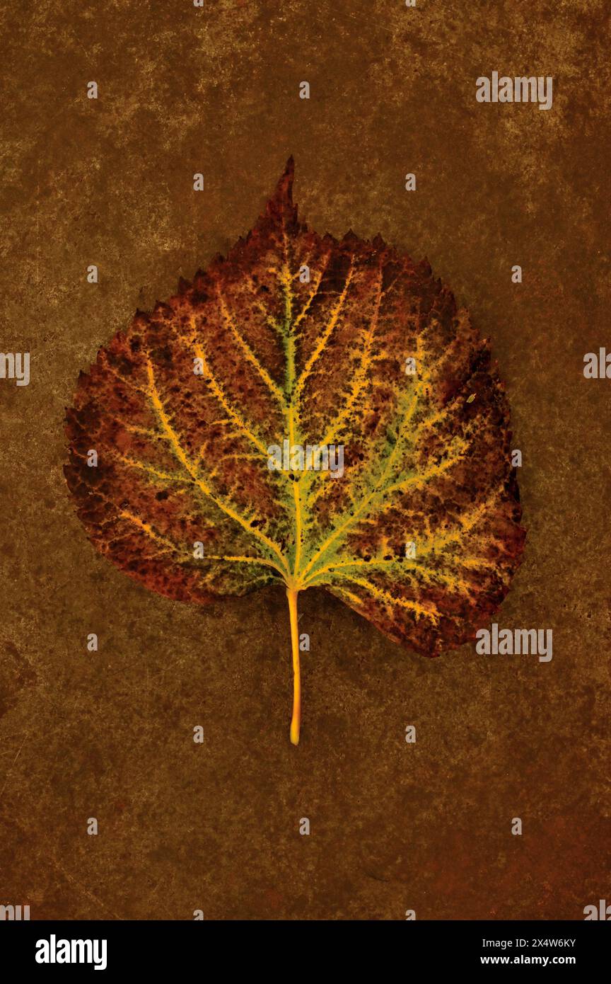 Individual single autumn fall leaf hi-res stock photography and images ...