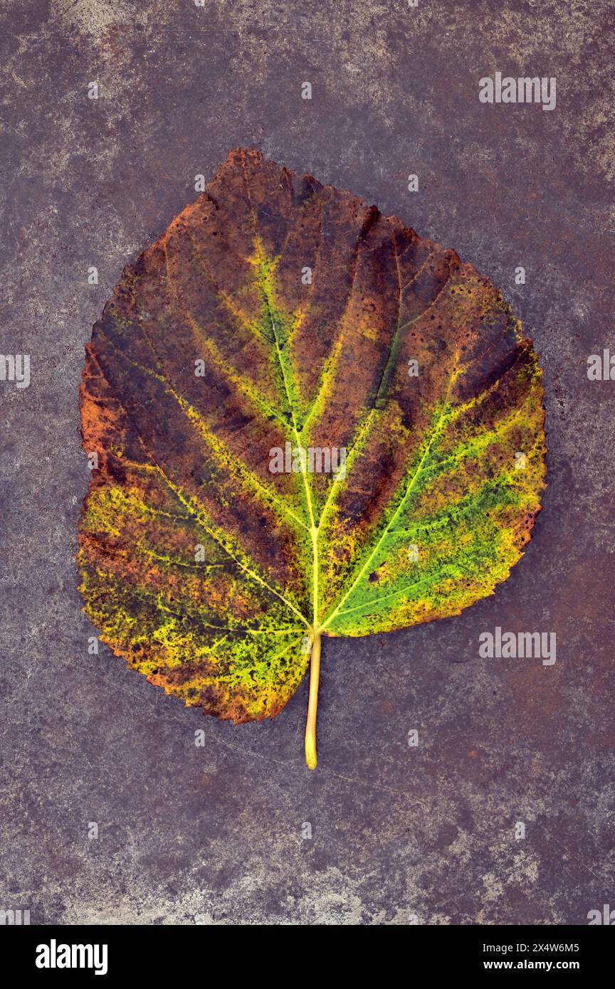 Individual single autumn fall leaf hi-res stock photography and images ...