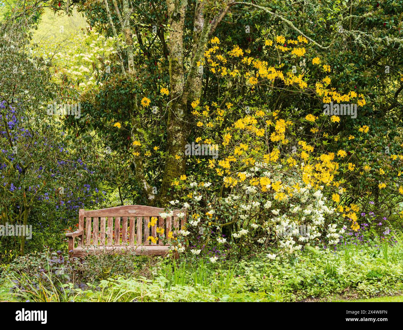 Garden bench amongst spring growth and yellow flowers of Rhododendron ...