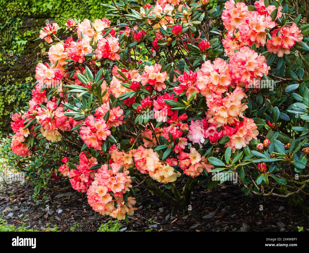 Peach and pink spring flowers of the hardy garden hybrid evergreen ...