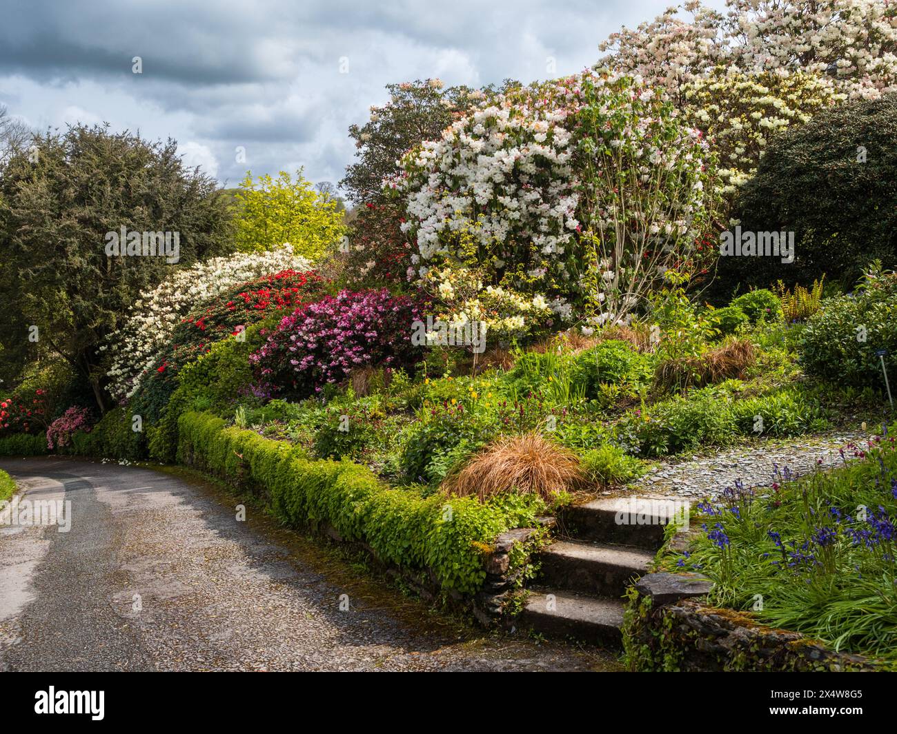 Massed spring Rhododendron display on a roadside bank at The Garden ...