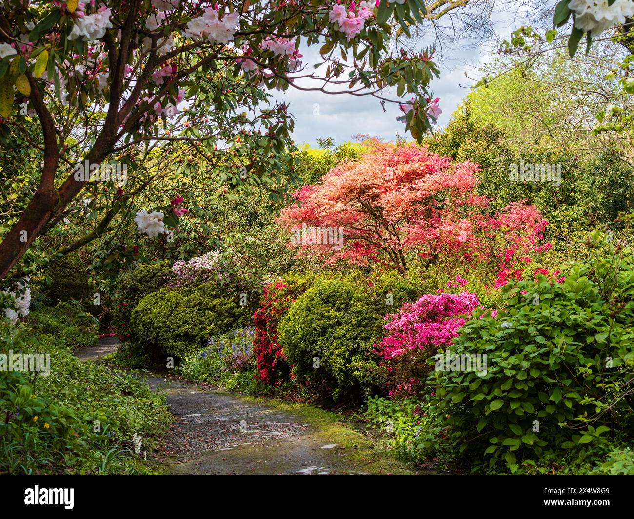 Part of the spring display in the Rhododendron walk at The Garden House ...