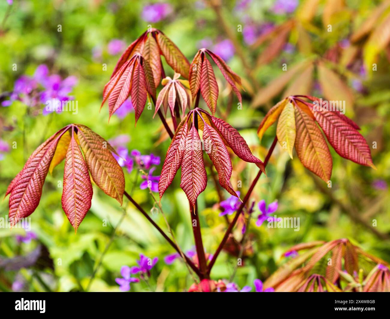 Coppery spring foliage of the palmate leaved hardy bottlebrush buckeye ...
