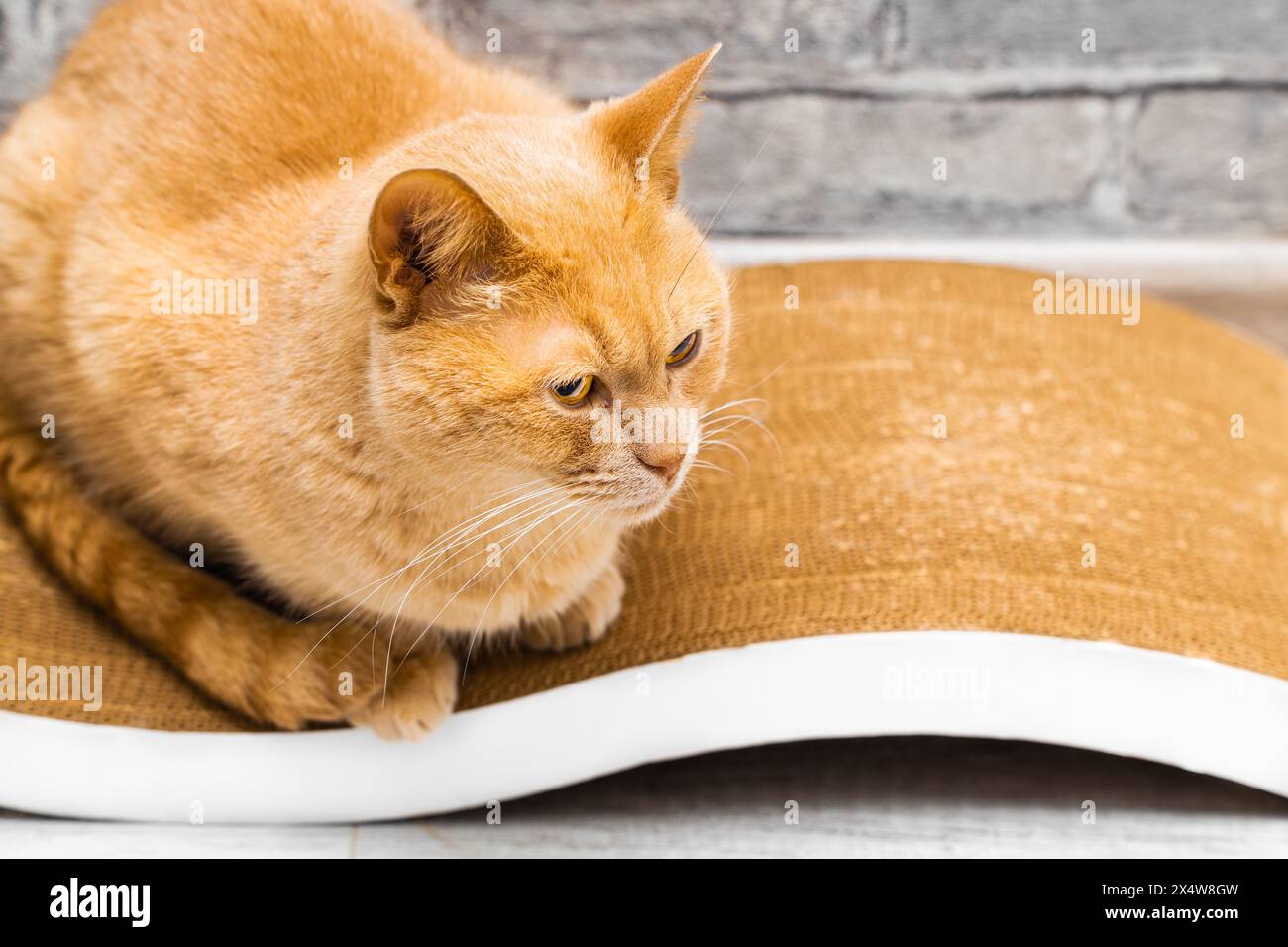 red cat lies on a scratching post. cardboard scratching post for cat ...