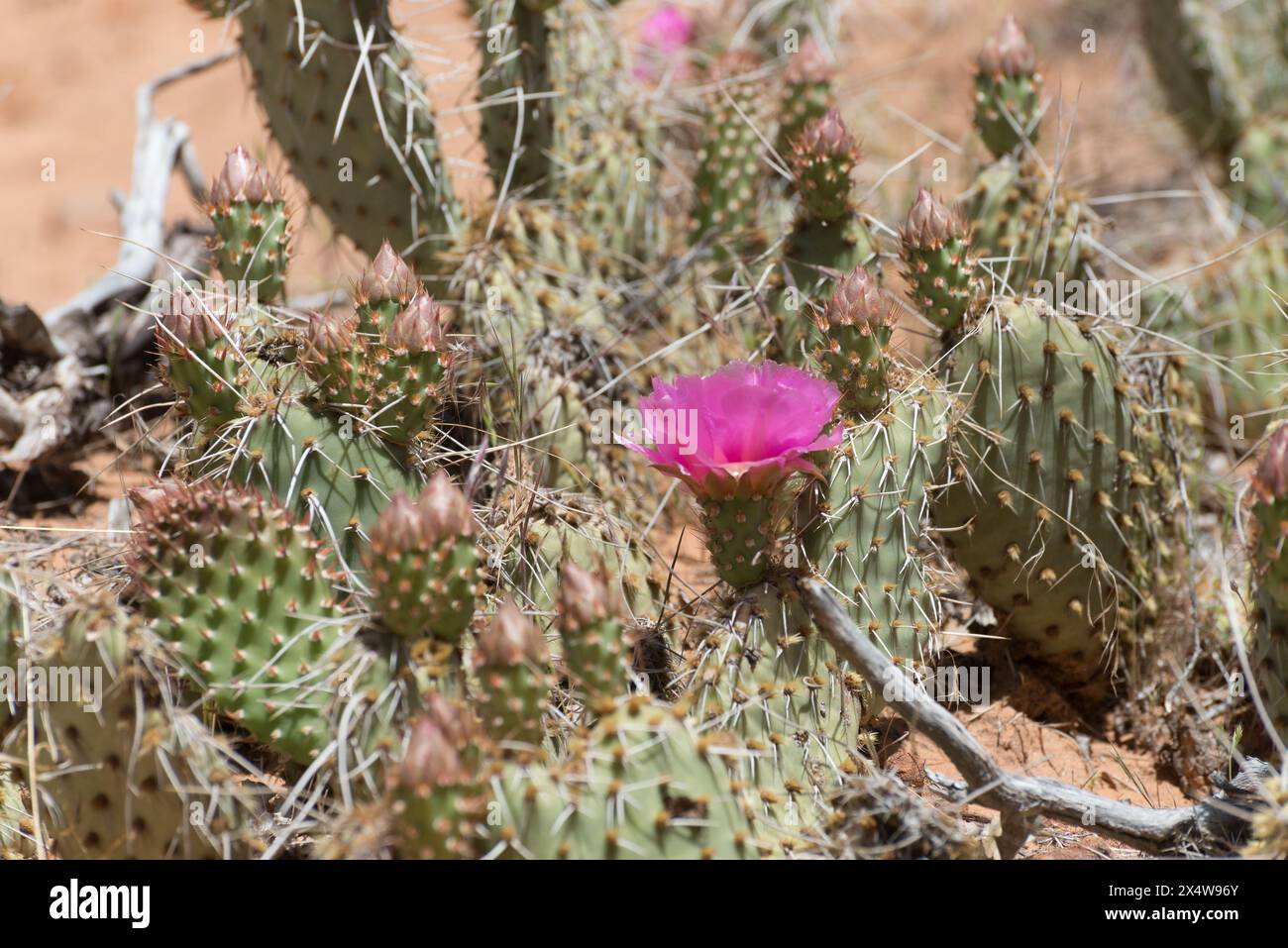 A bunch of cactus plants with pink flowers, on a hike trail at Zion ...