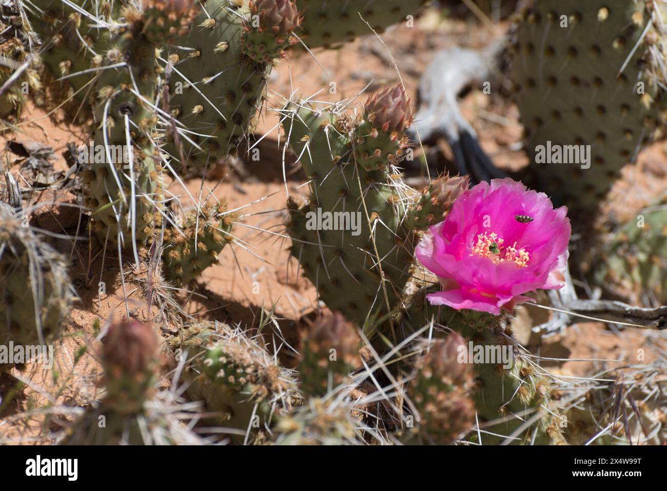 A bunch of cactus plants with pink flowers, on a hike trail at Zion ...