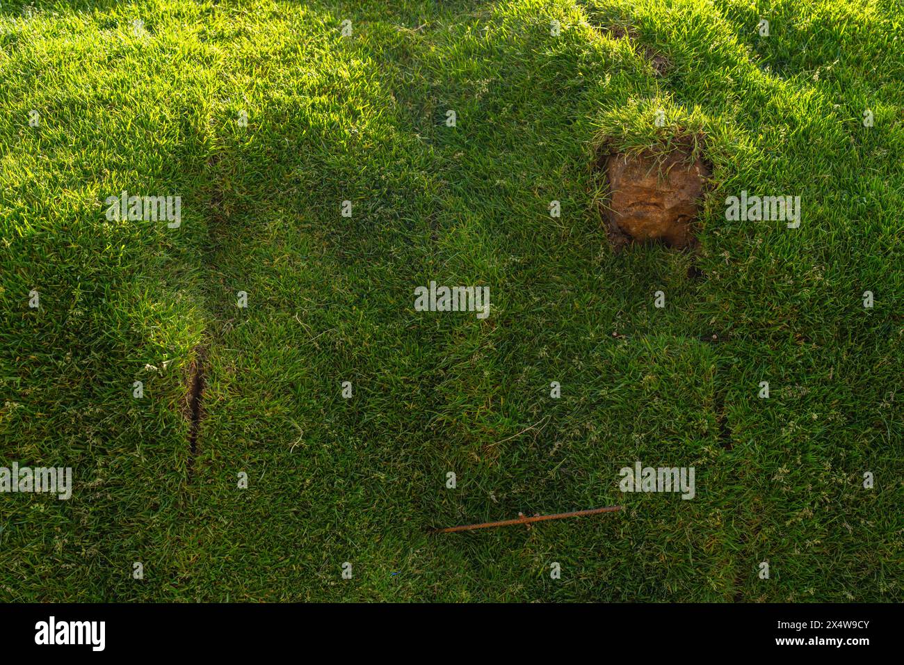 Grass turf with a visible soil patch and a metal rod on a sunlit lawn ...