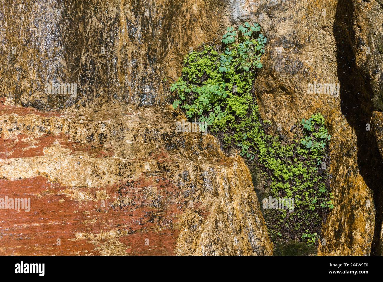 A rock with a green plant growing on it, on a hike trail at Zion ...