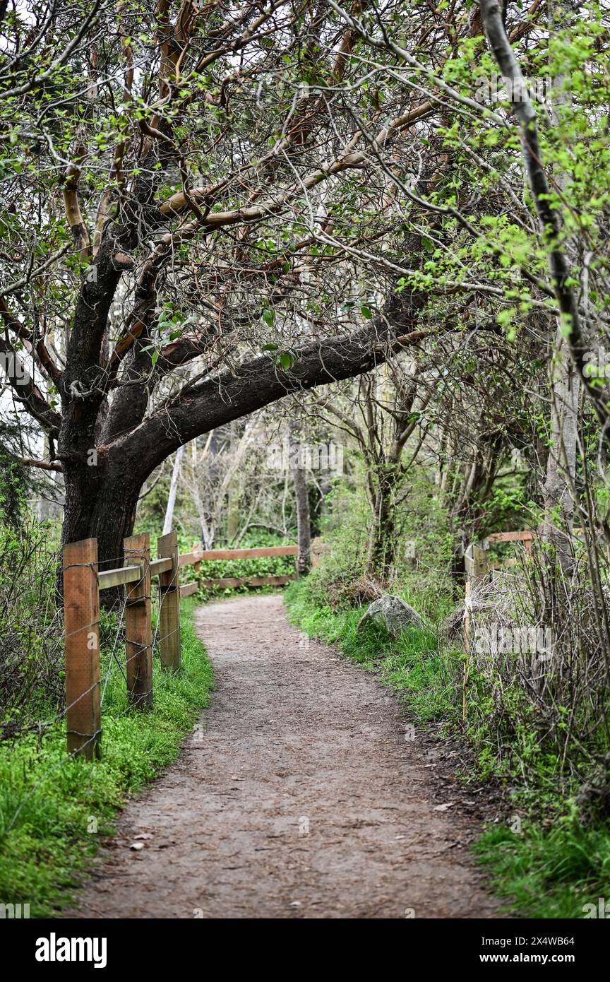 Walking trail crowned with arching trees Stock Photo - Alamy