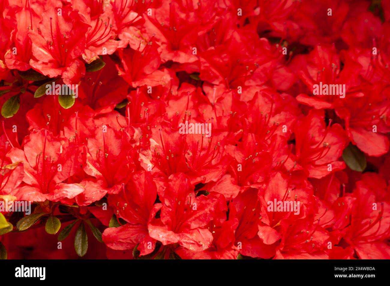 Bright and beautiful red rhododendron flowers blooms in the spring time ...
