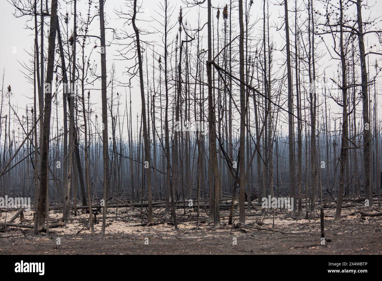Burned trees from wildfire in the Northwest Territories, Canada. Over 4 ...