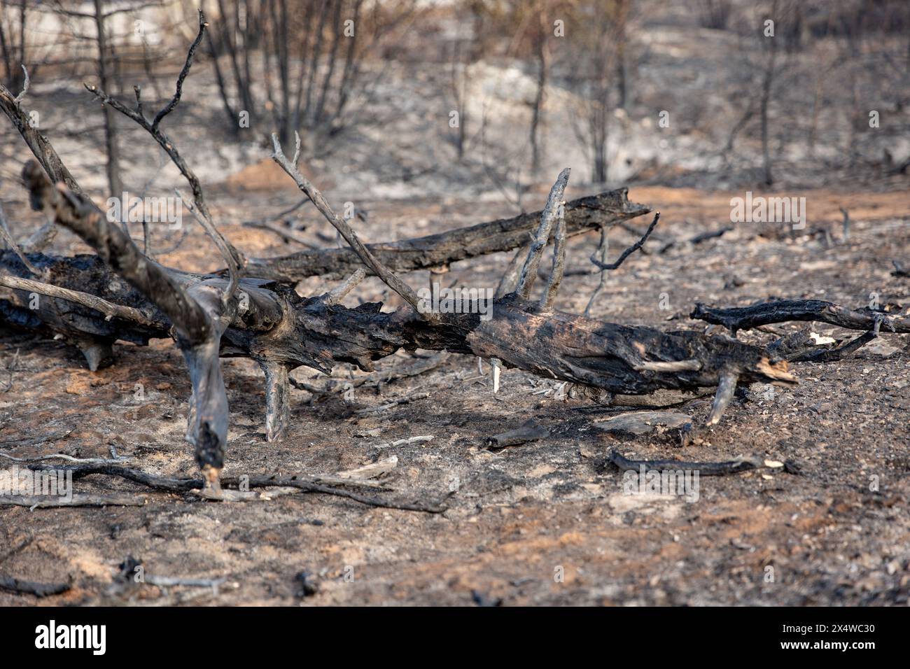 Burned and charred tree from wildfires in Northwest Territories. Over 4 ...