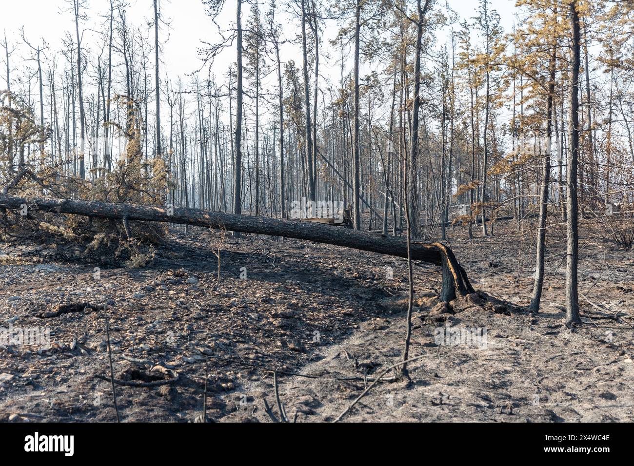 Burned trees from wildfire in the Northwest Territories. Over 4 million hectares of forest ...
