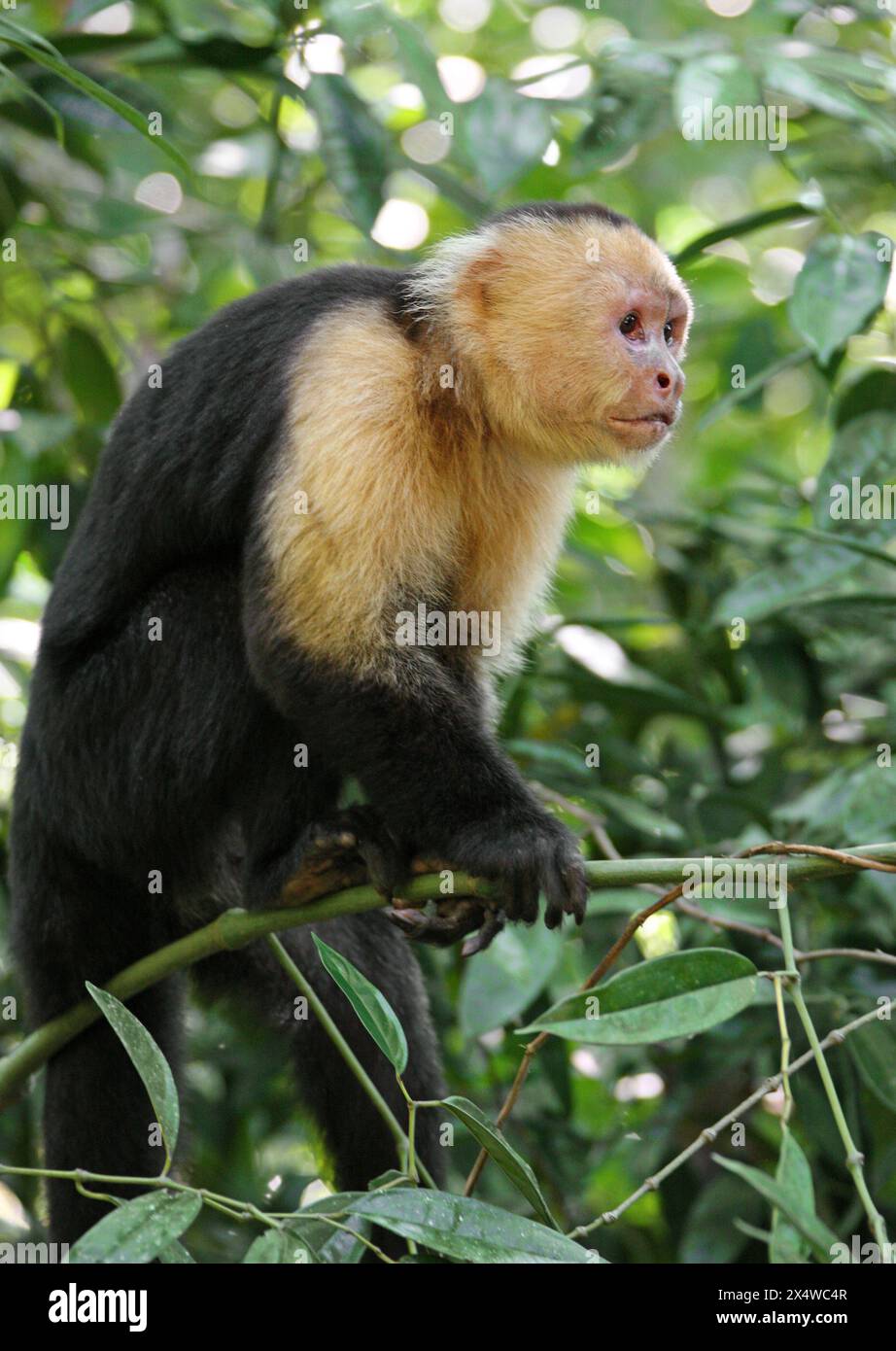 Panamanian White-faced Capuchin, Panamanian White-headed Capuchin or ...