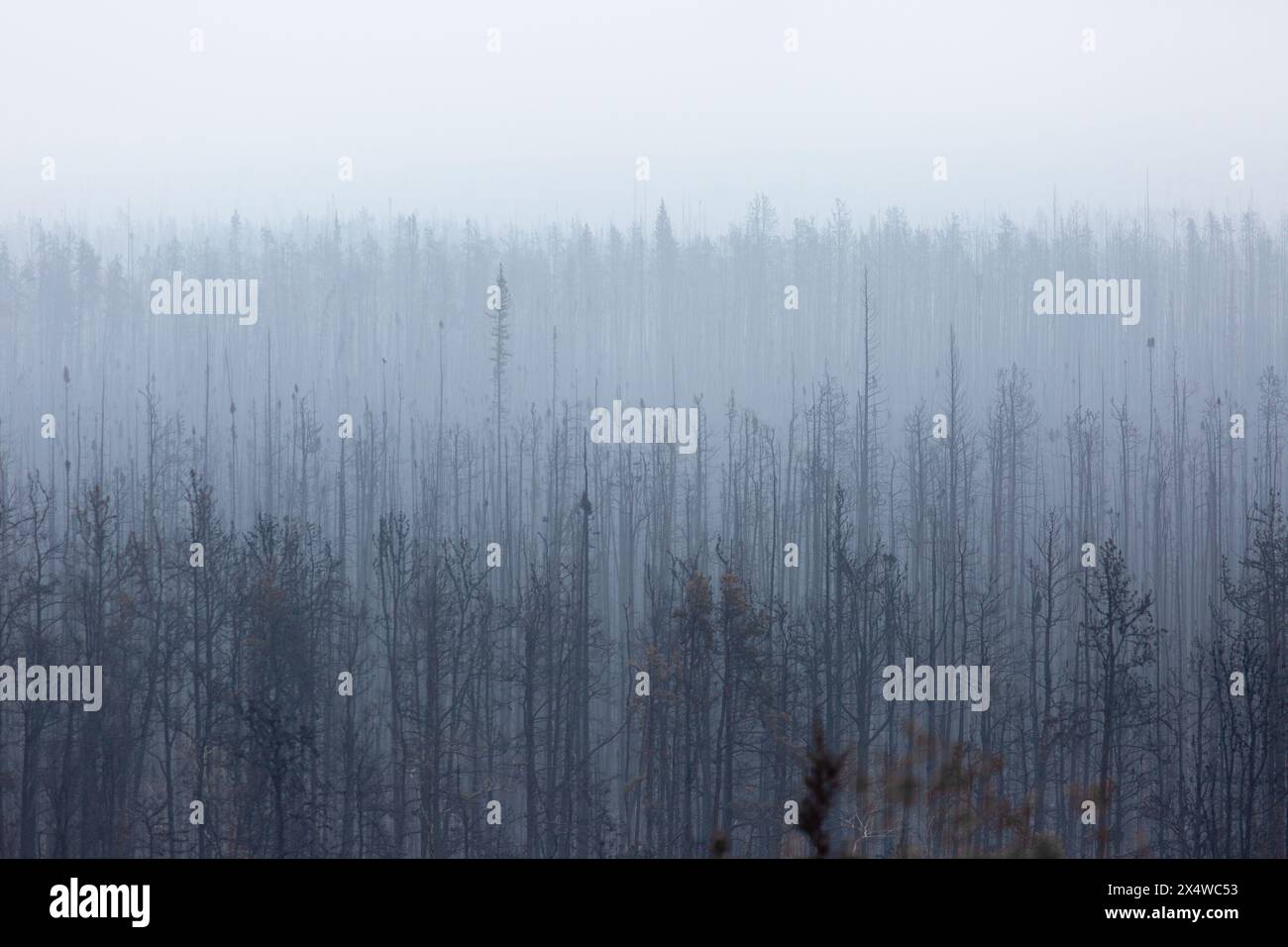 Burned trees and smoky forest from wildfires in Northwest Territories. Over 4 million hectares ...