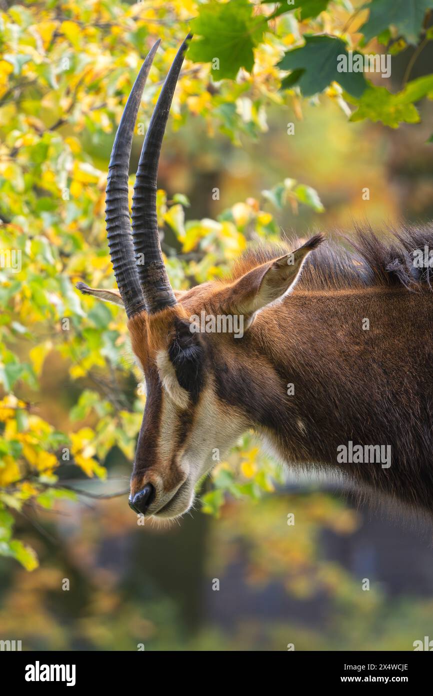 Sable Antelope - Hippotragus niger, portrait of beautiful large ...