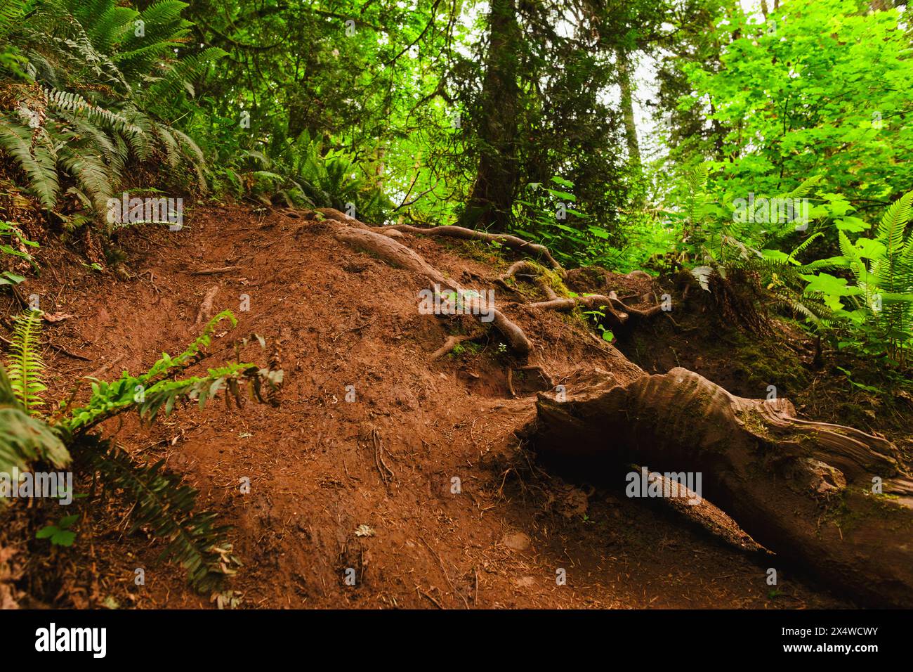 Ascending Trail Path Among Trees in Lacamas Park. Explore the Natural ...