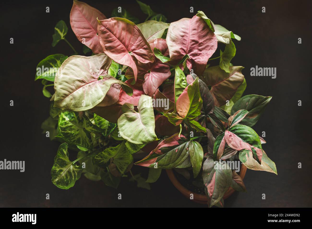 Syngonium Podophyllum Mix with Red Heart, Pink Splash and White ...