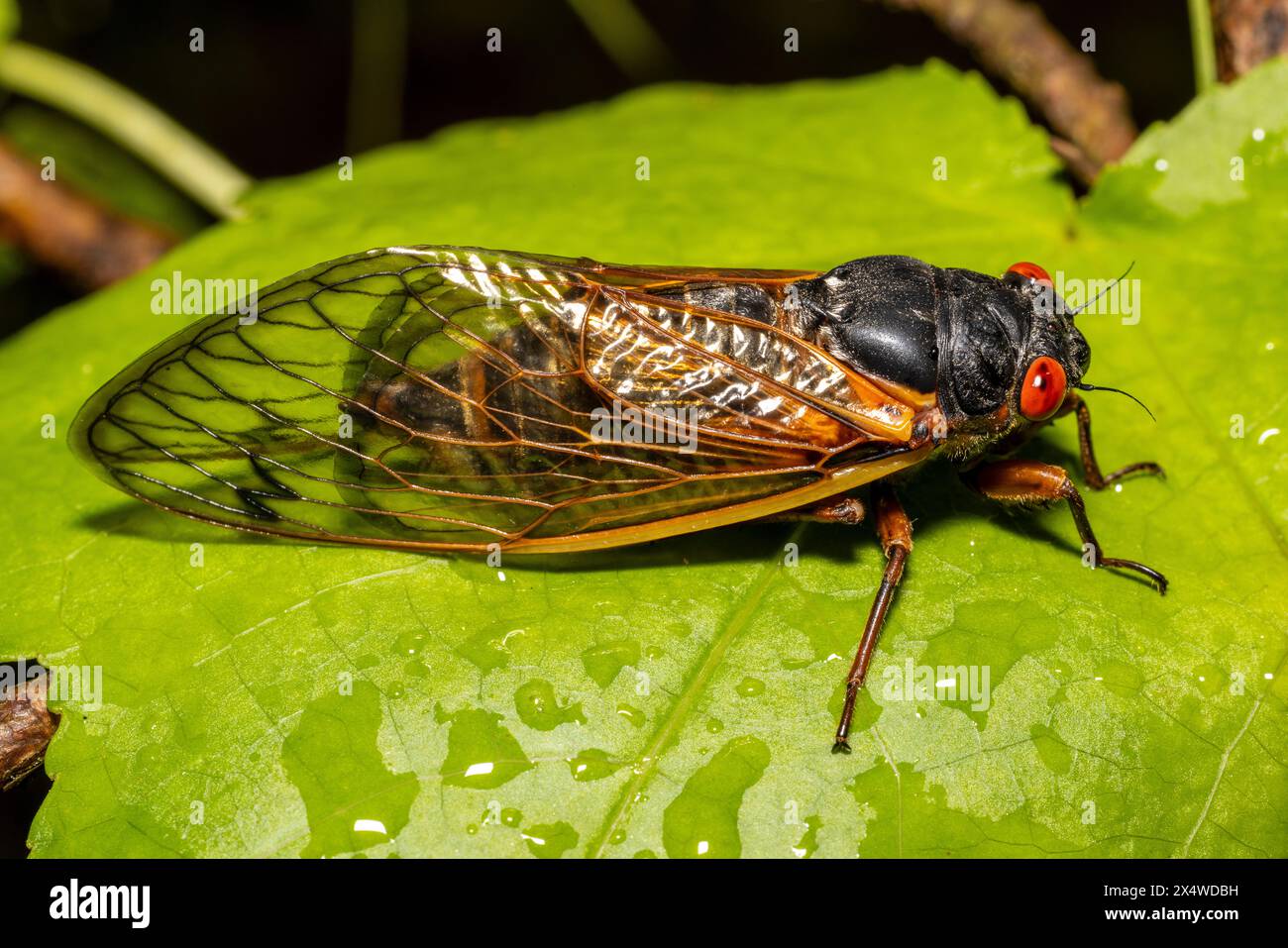 Rain-spotted Cicadas, North Carolina USA Stock Photo - Alamy