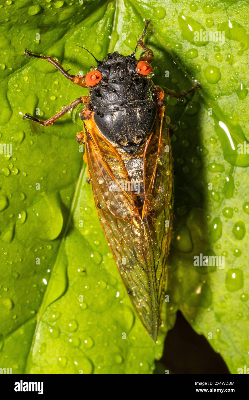 Rain-spotted Cicadas, North Carolina USA Stock Photo - Alamy
