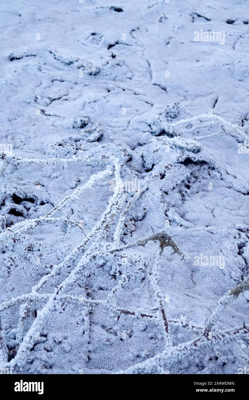 Crystallization of salt on various objects. Salt-covered branches and ...