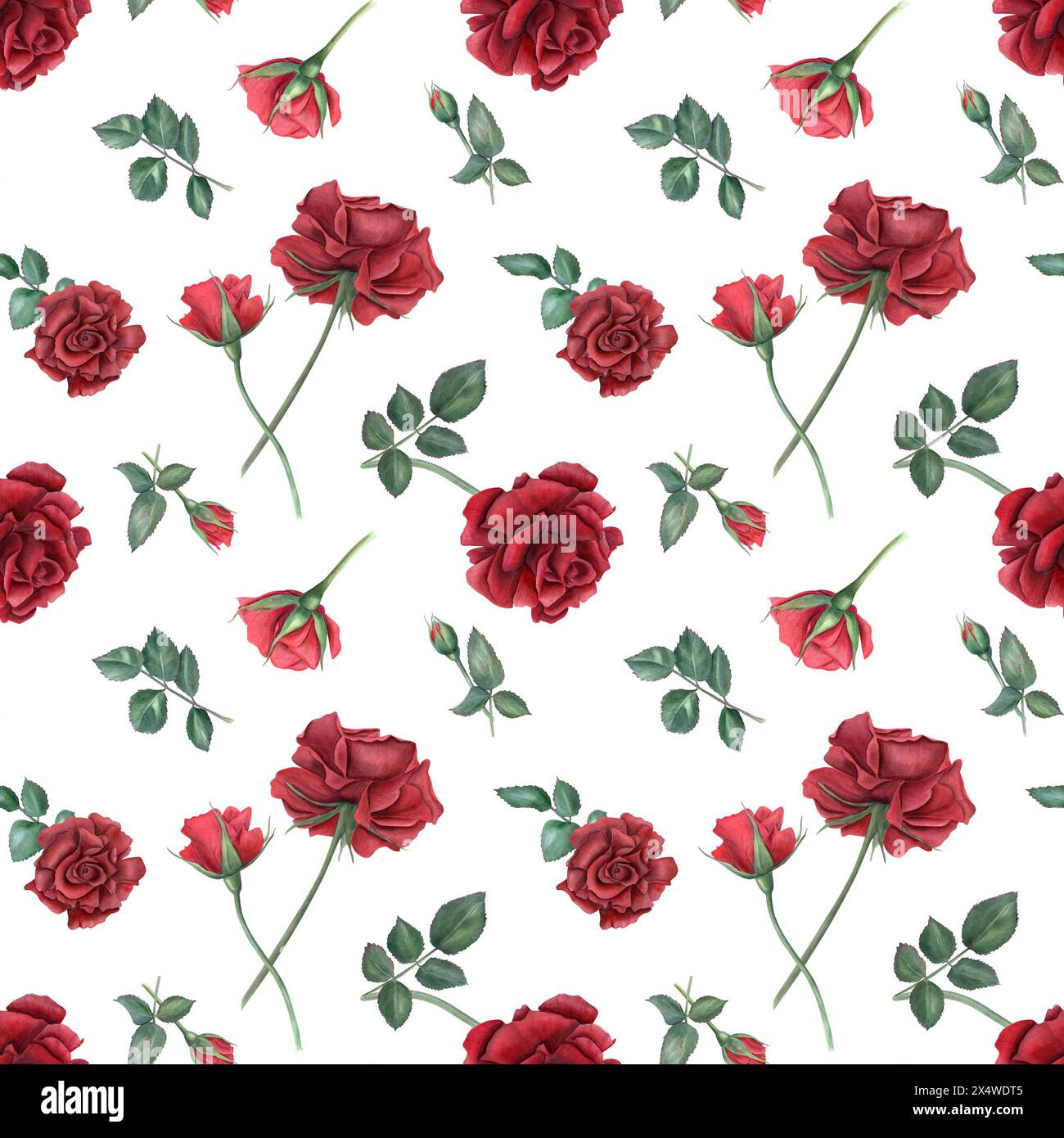 Scarlet rose on stem with buds. Deep red roses and green leaves ...