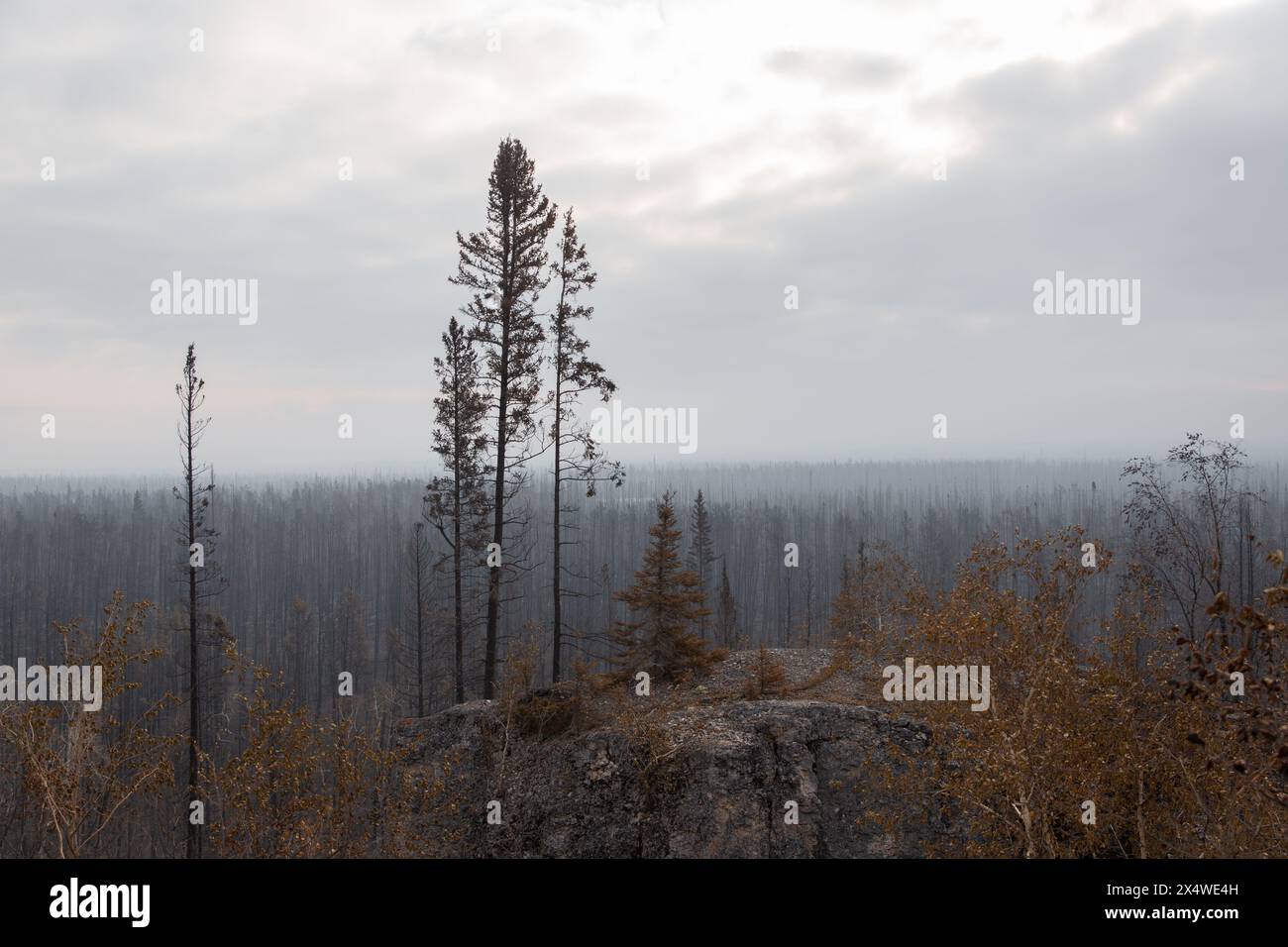 Smoky forest during wildfires in Northwest Territories, Canada. Over 4 million hectares burned ...