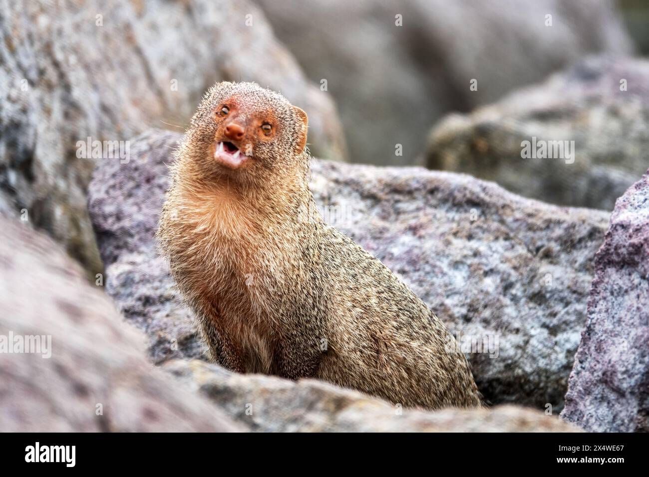Grey mongooses (Urva edwardsii) in Hormuz Island, Erosed volcanic rock ...