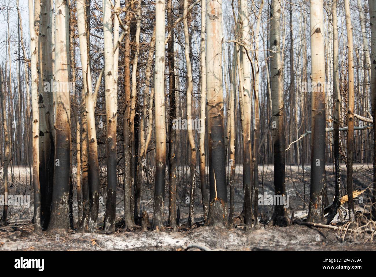 Burned trees still standing after wildfire in Northwest Territories, Canada. Over 4 million ...
