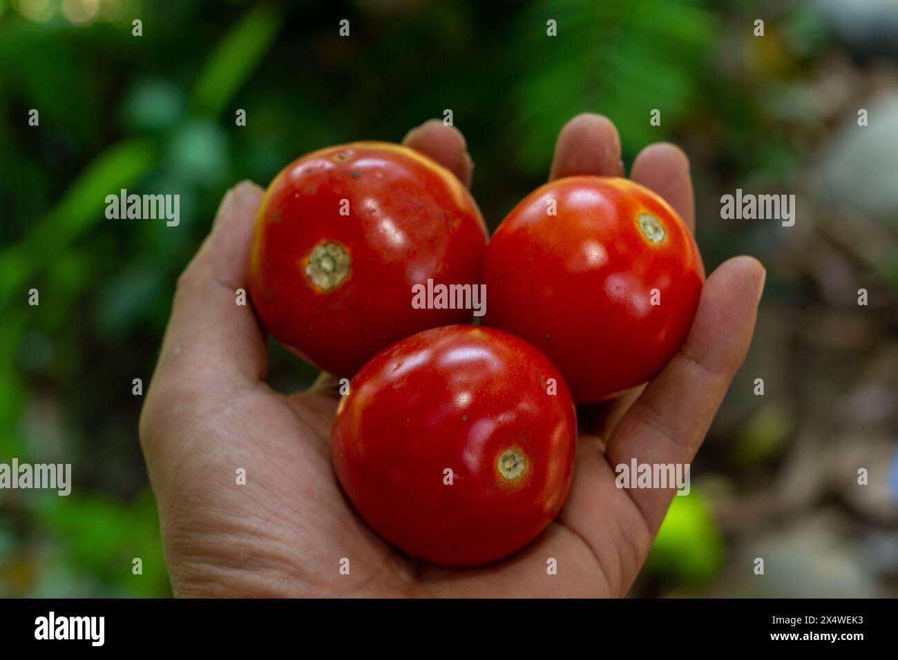 Three red tomatoes in someone's hand. A man shows ripe tomatoes ...