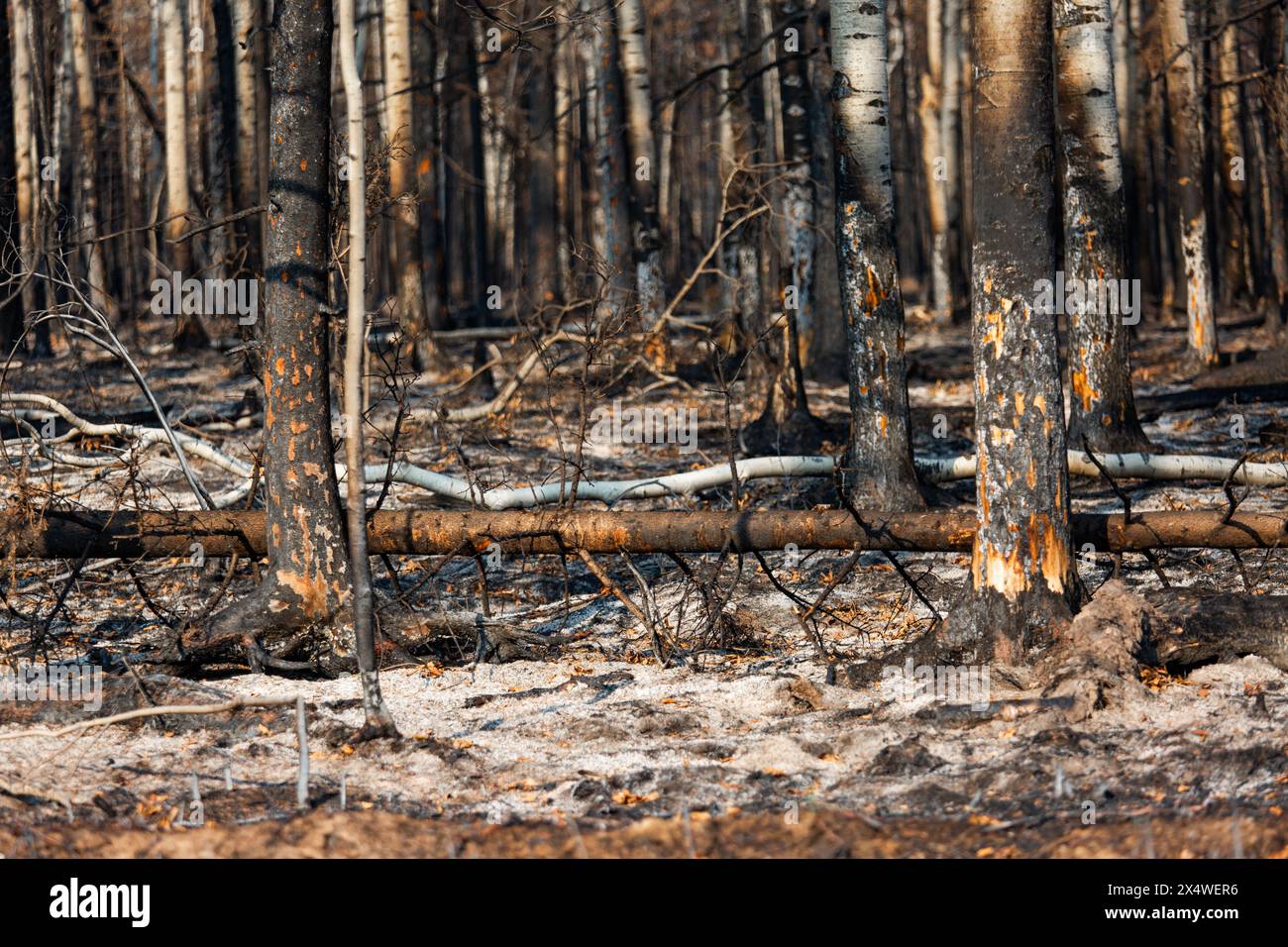 Burned trees and ash from wildfire in Northwest Territories, Canada ...