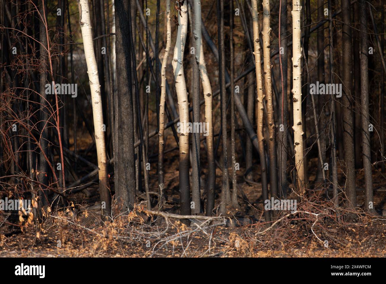 Burned trees still standing after wildfire in Northwest Territories ...