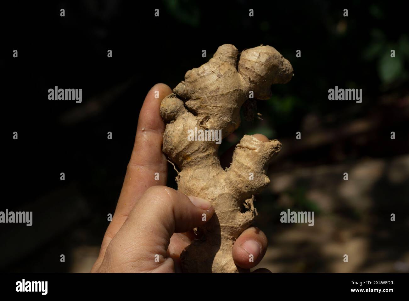 Someone shows ginger. Types of root crops that are rich in benefits ...
