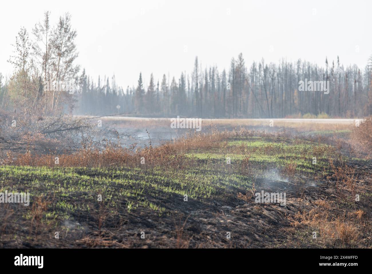 New vegetation growth amidst smoke and burned trees, following 3-week long wildfire evacuation ...