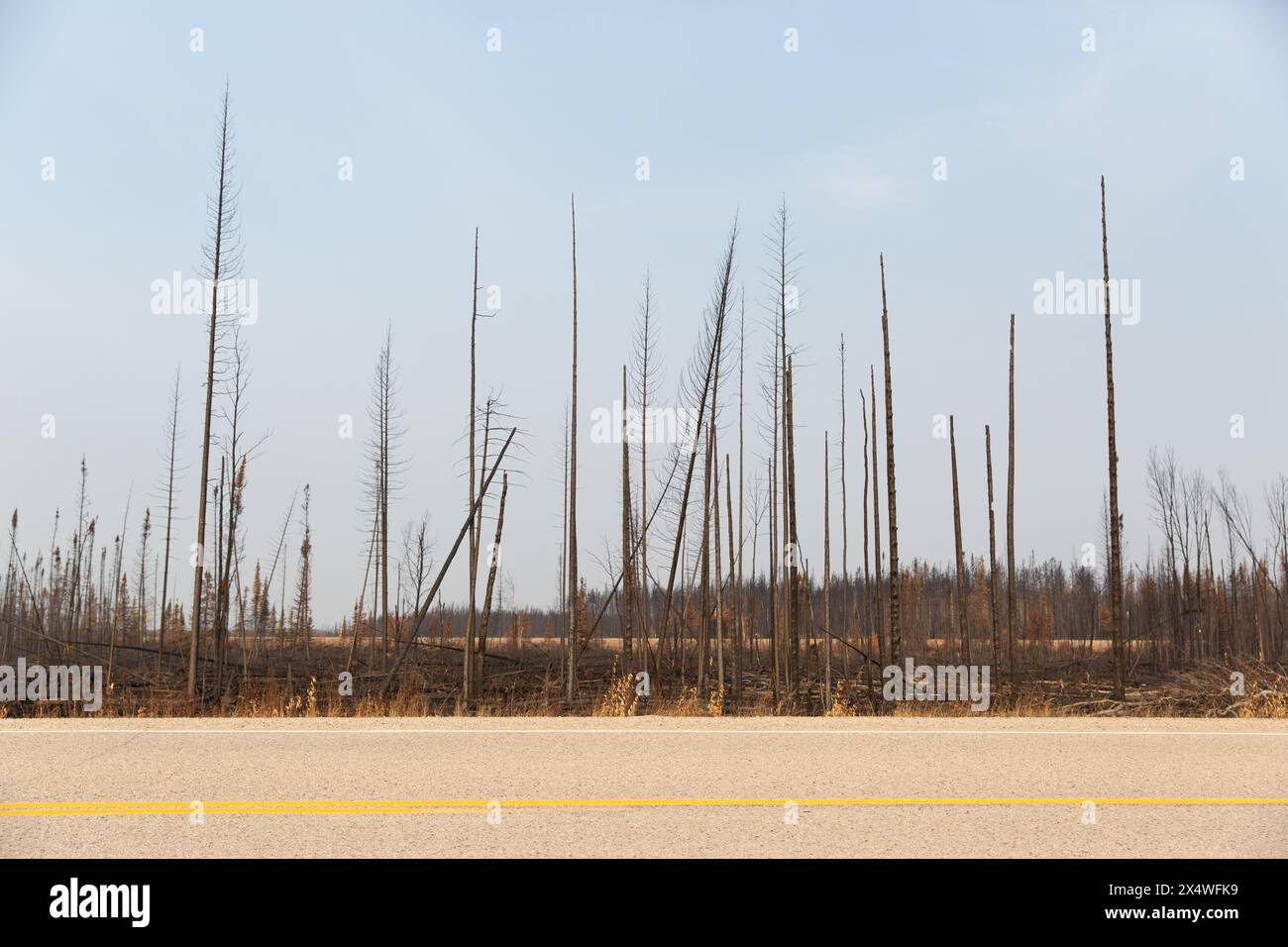 Burned trees along Highway 3 heading back to Yellowknife, Northwest Territories, Canada ...