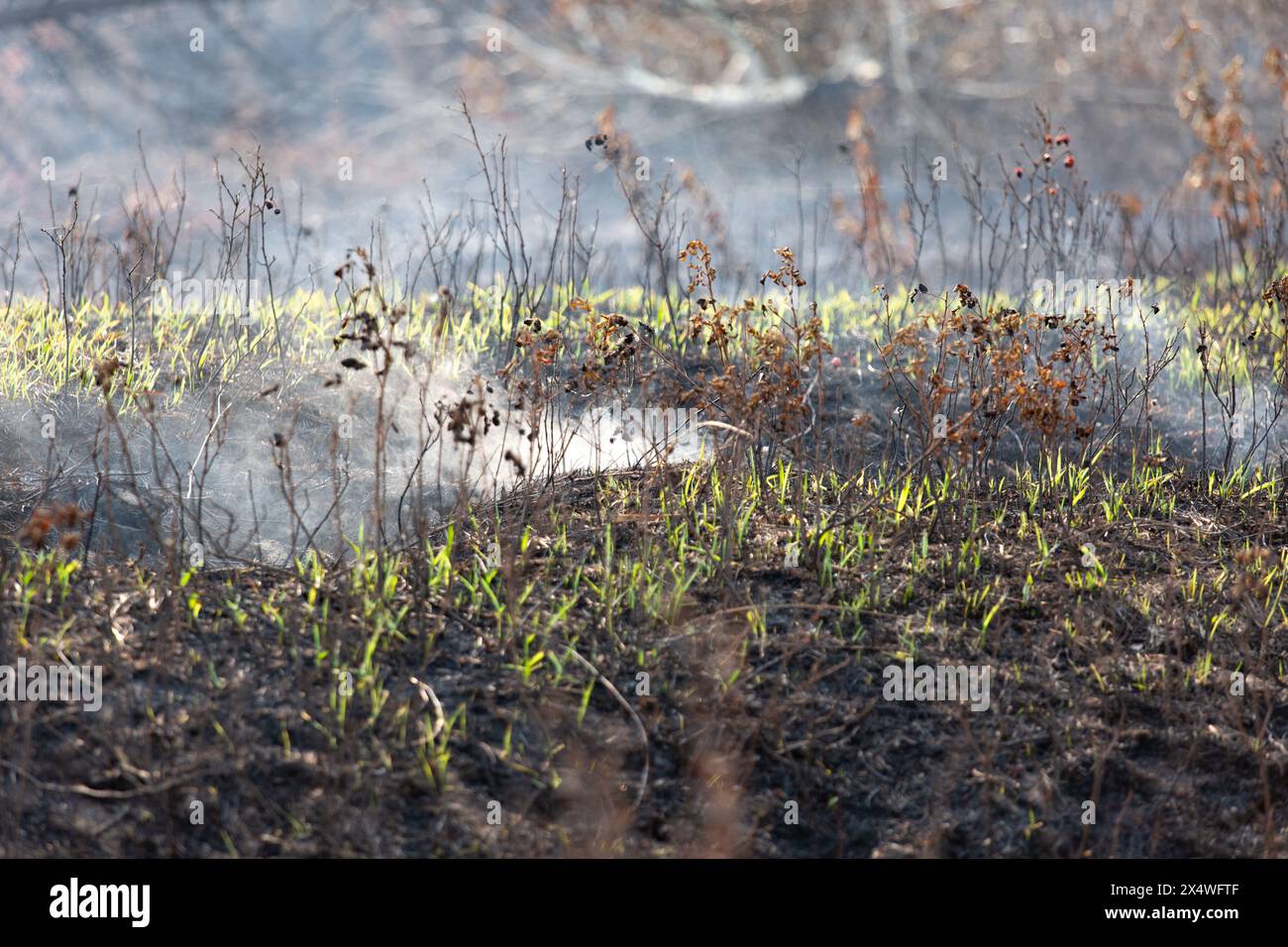 New vegetation growth amidst smoke and ground fire, following 3-week ...
