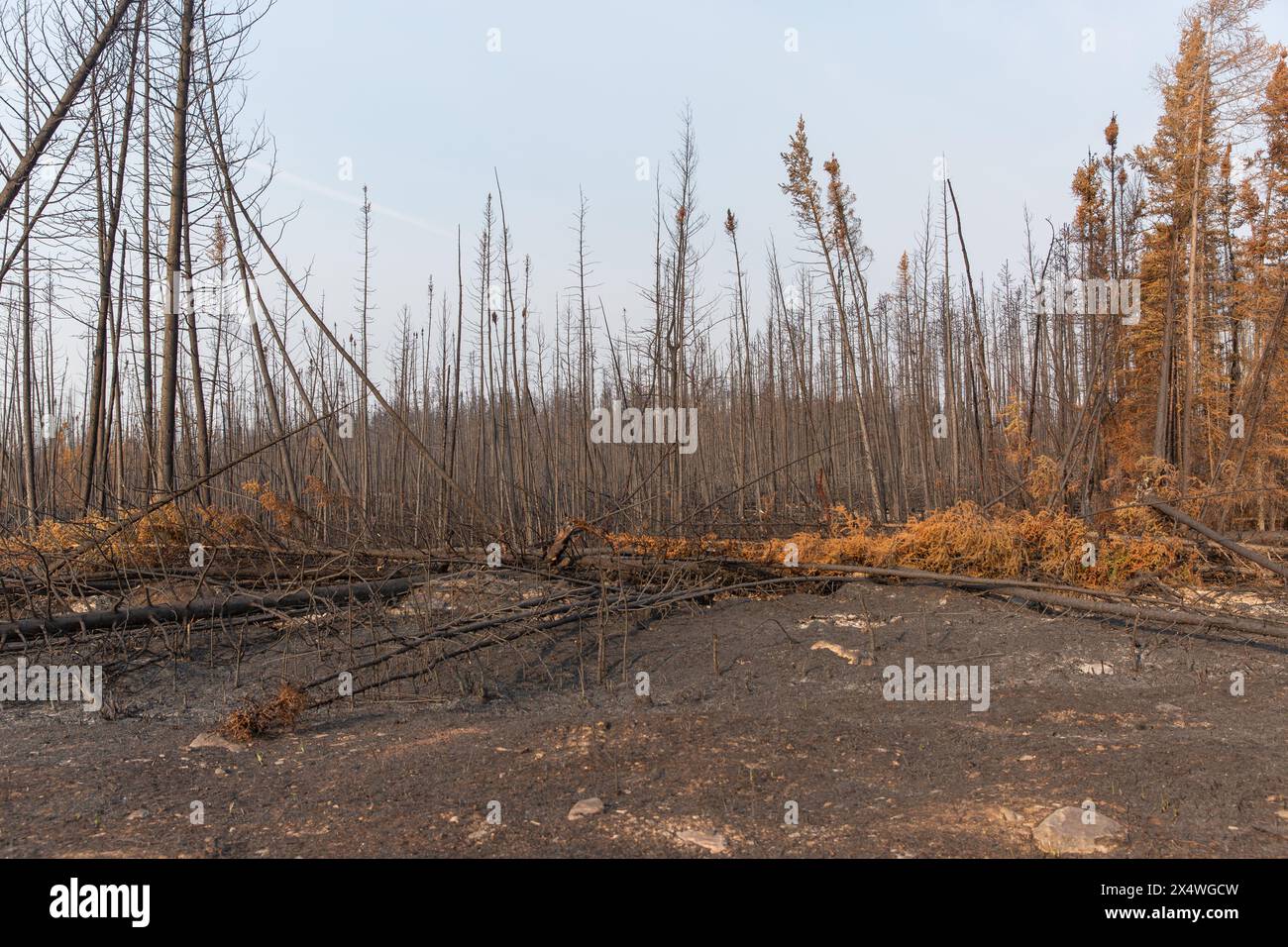Burned trees and ash from wildfires along Highway 3 leading to ...