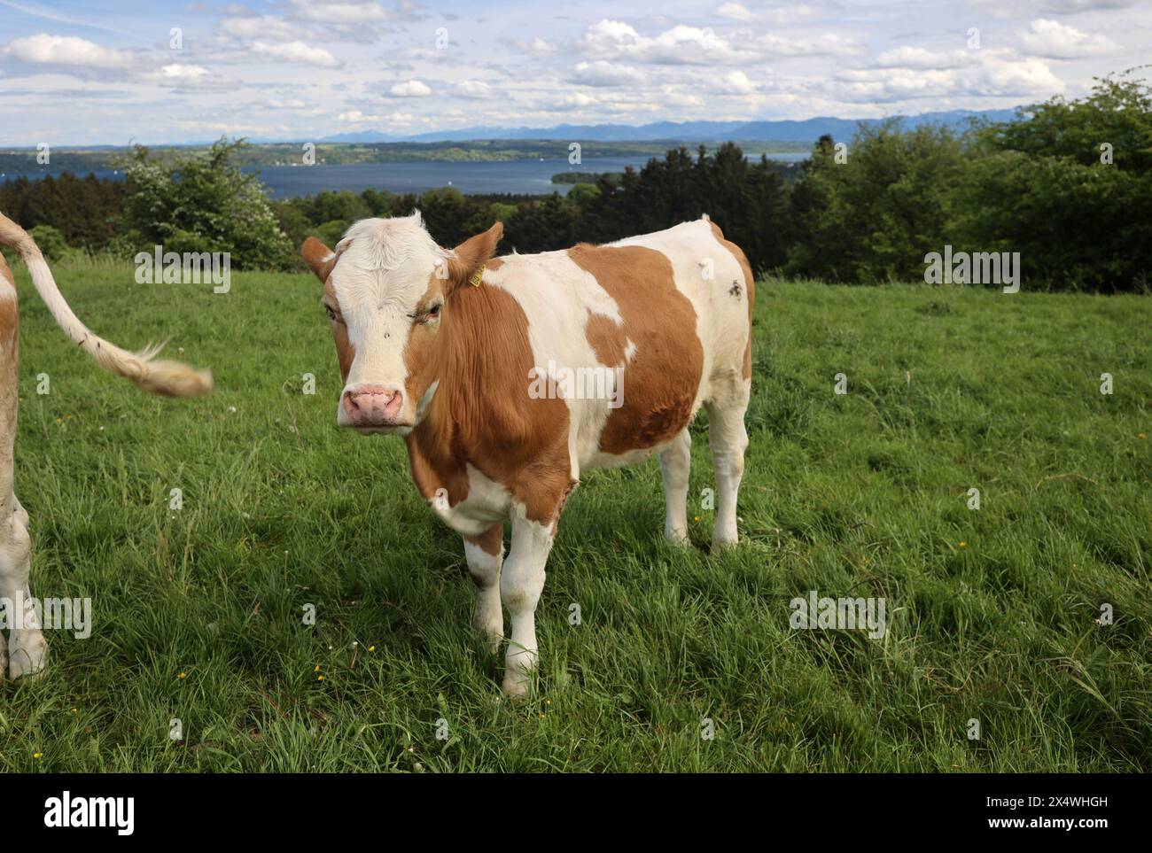 Tutzing, Bayern, Deutschland 05. Mai 2024: Ein Frühlingstag bei Tutzing Landkreis Starnberg ...