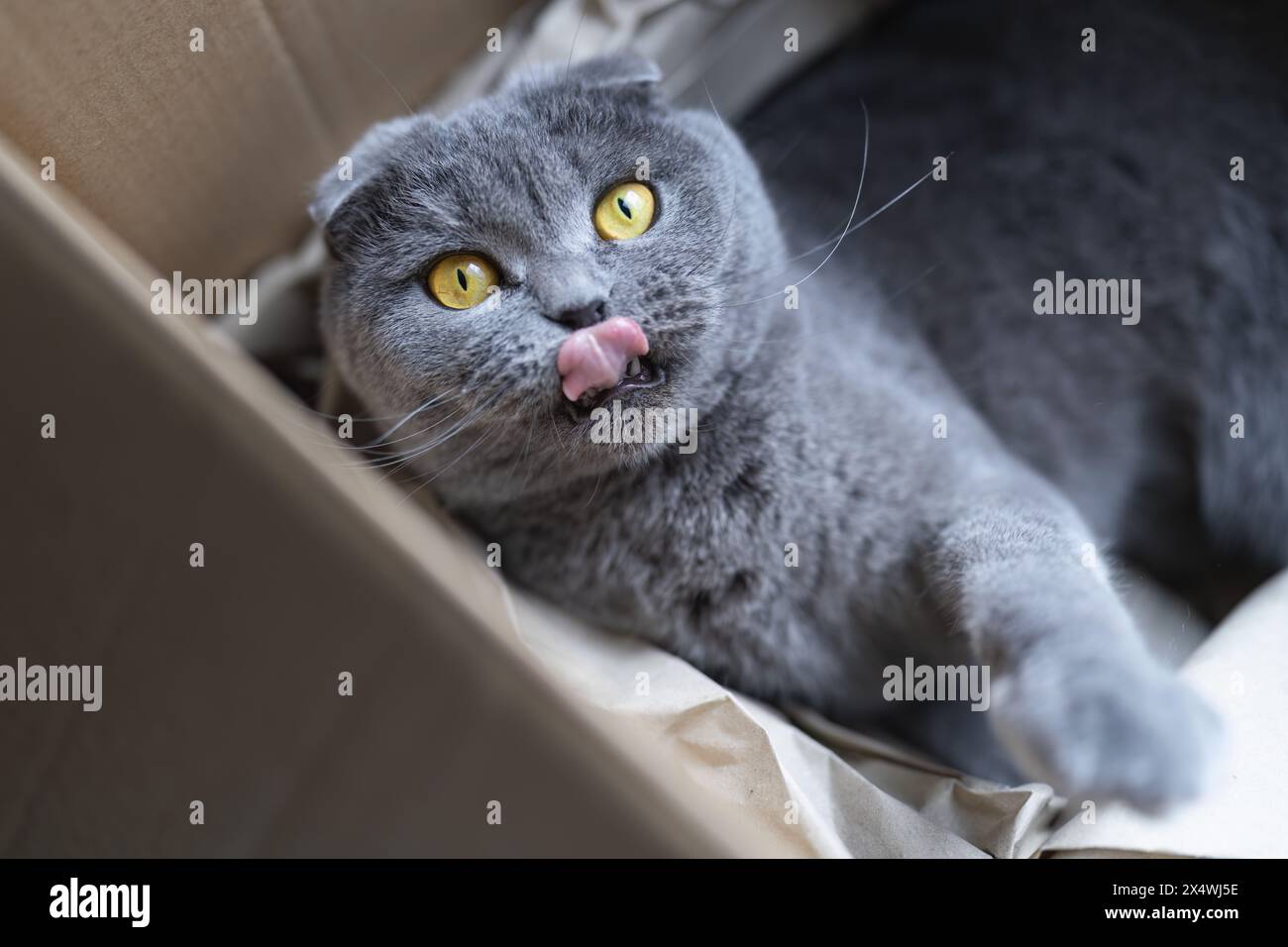 Cardboard nose hi-res stock photography and images - Alamy