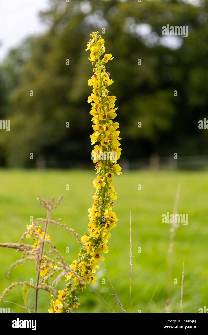 Verbascum vulgare, commonly known as common mullein, is a species of ...