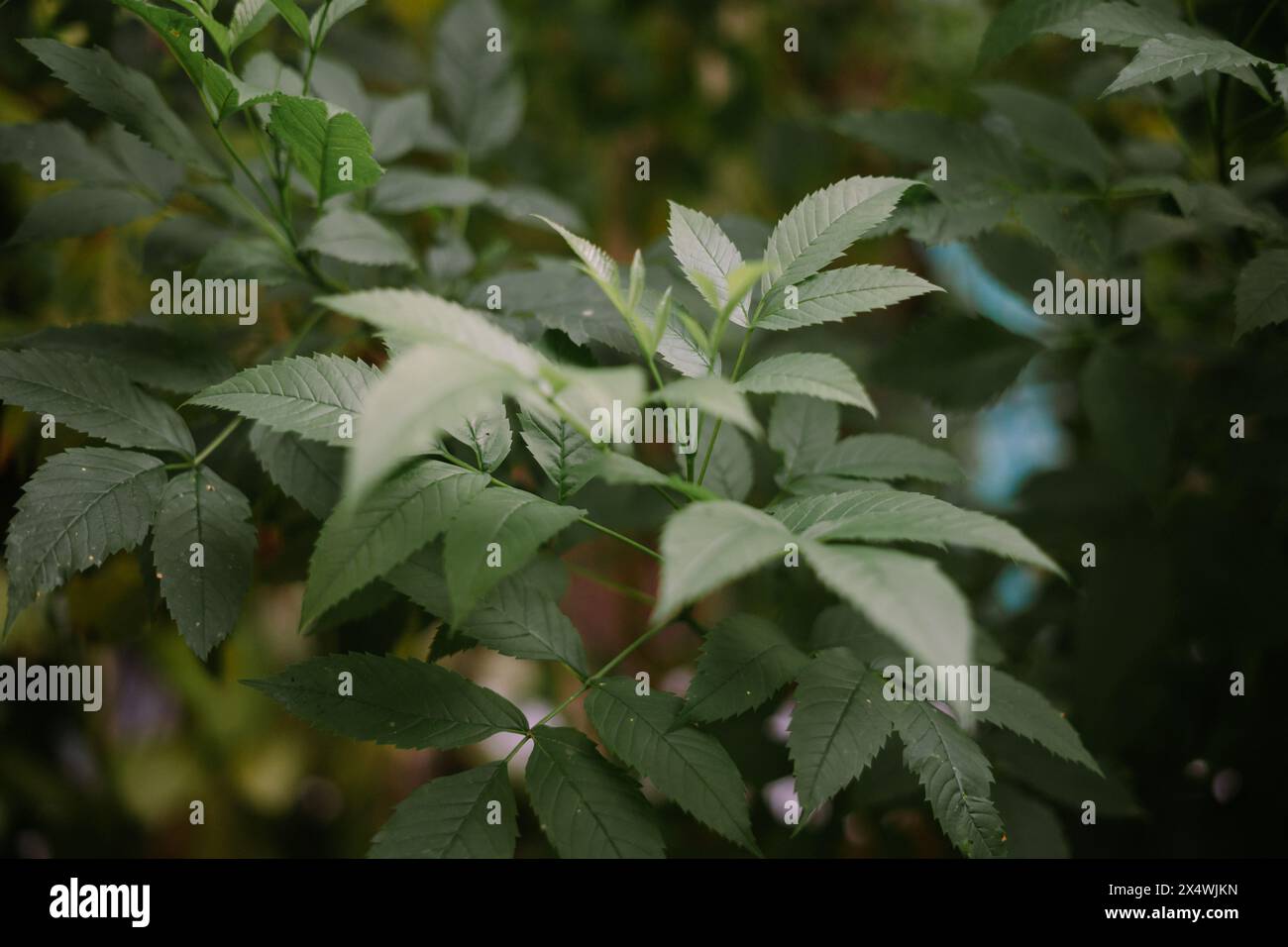 Sambucus javanica, the Chinese elder, is a species of elderberry in the ...