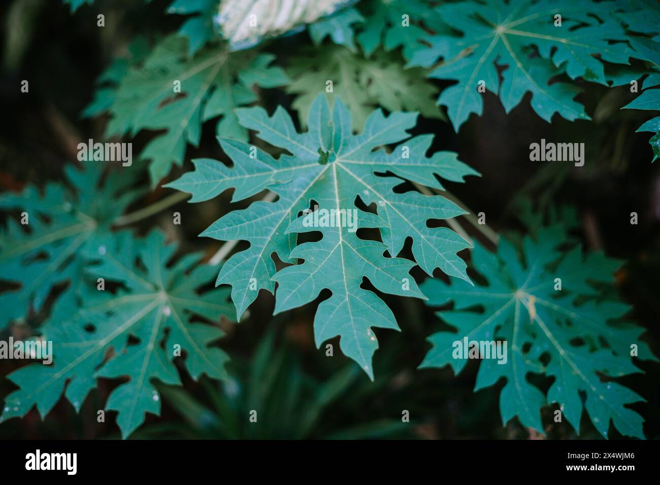 The papaya, papaw, or pawpaw is the plant species Carica papaya, one of ...