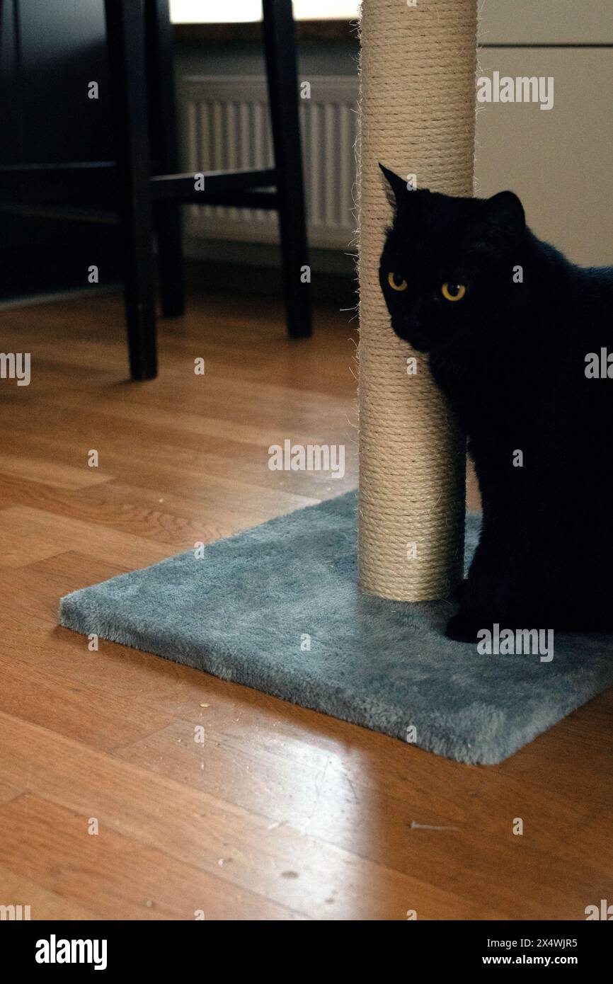 pet, play, toy, cat, scratch, animal, indoor, playful, domestic cat ...