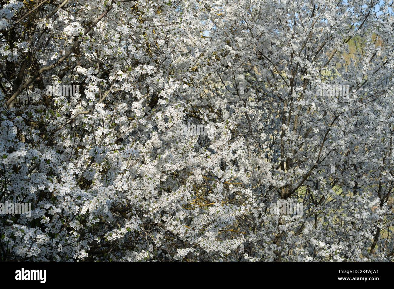 landscape, tree, nature, flower, park, background, garden, environment ...