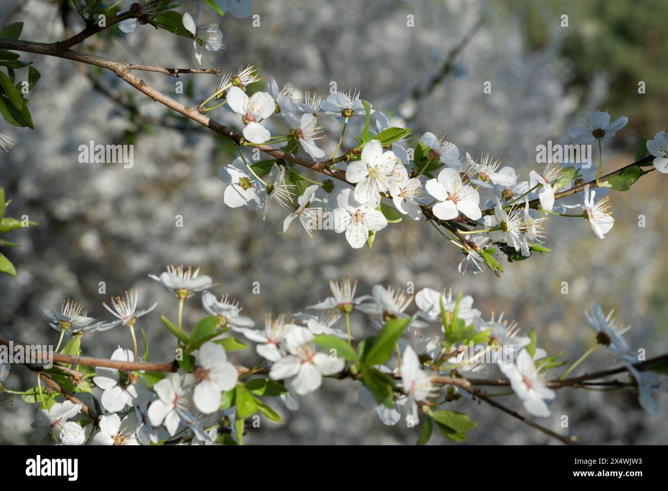 flower, tree, close-up, bloom, colourful, background, freshness, garden ...