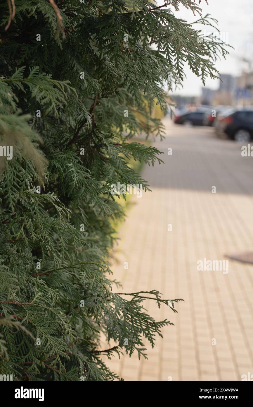 road, horizontal, tree, foliage, nature, season, spring, springtime ...