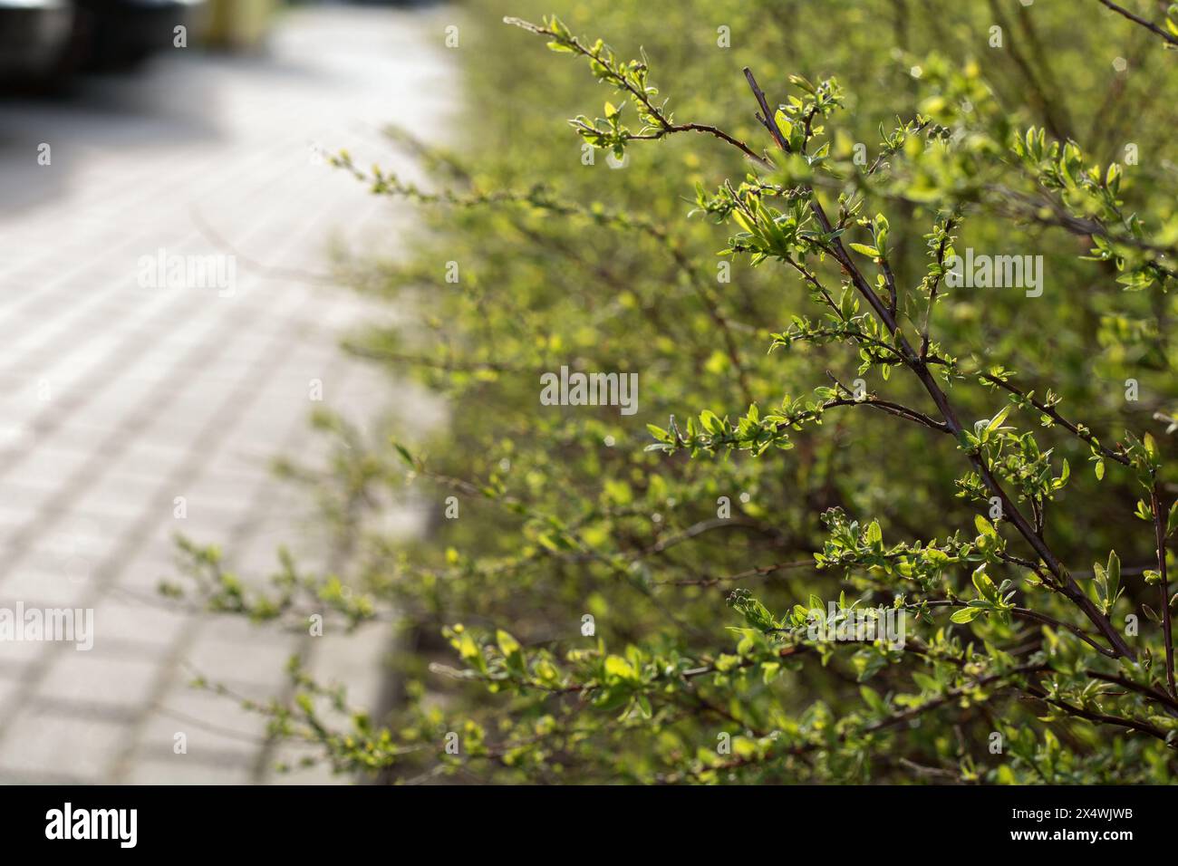 background, road, outdoor, horizontal, tree, foliage, park, nature ...